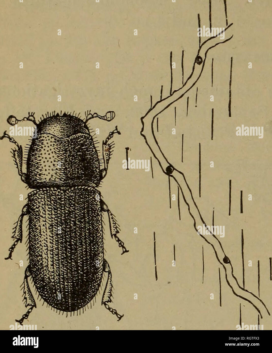 . Bulletin. Insects; Insect pests; Entomology; Insects; Insect pests ...