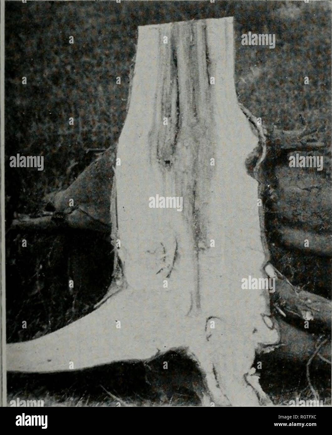 Callus formation hi-res stock photography and images - Alamy