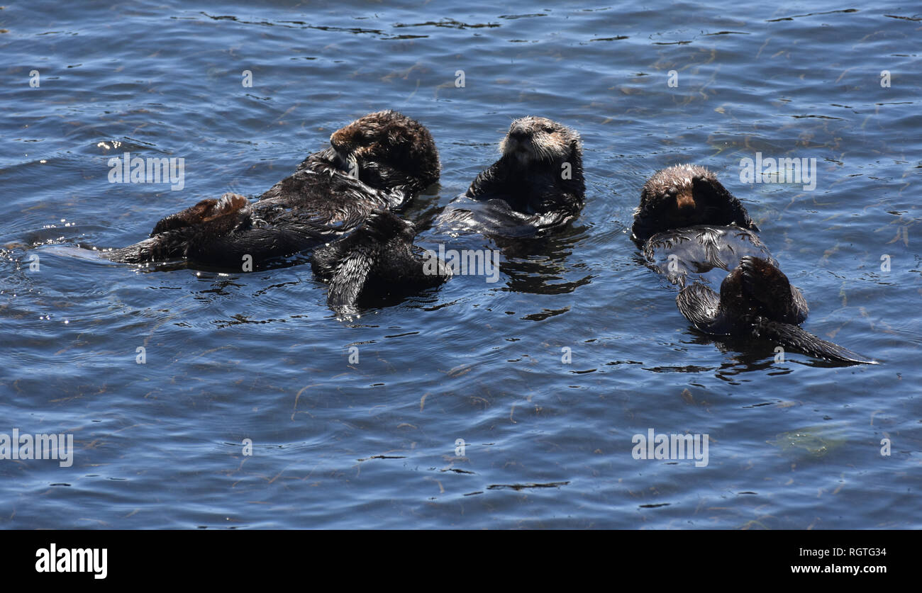 Adorable close up look at three sea otters on their backs in the ...