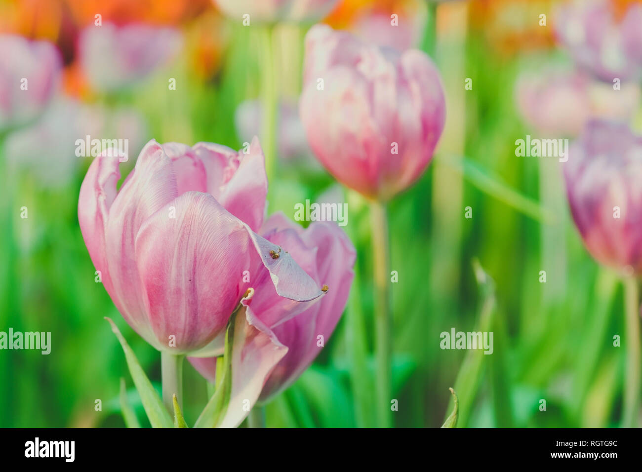 Darwin tulip group white tulips hi-res stock photography and images - Alamy