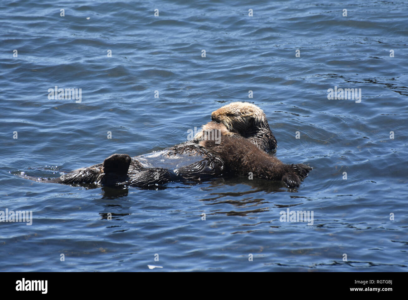 Cute mother sea otter snuggling with her baby Stock Photo - Alamy