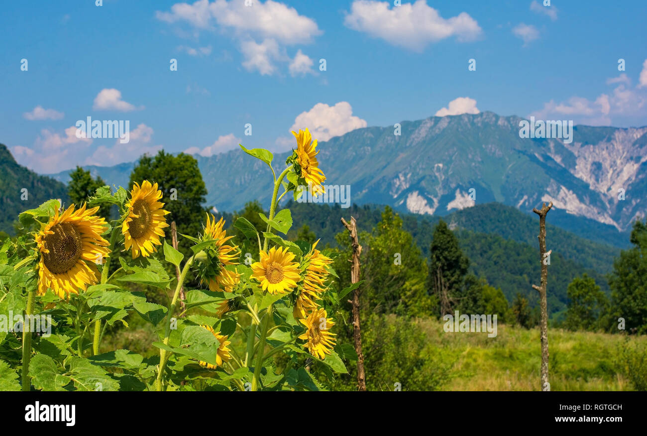 Sunflowers in Primorska, westerm Slovenia, with the Julian Alps in the ...