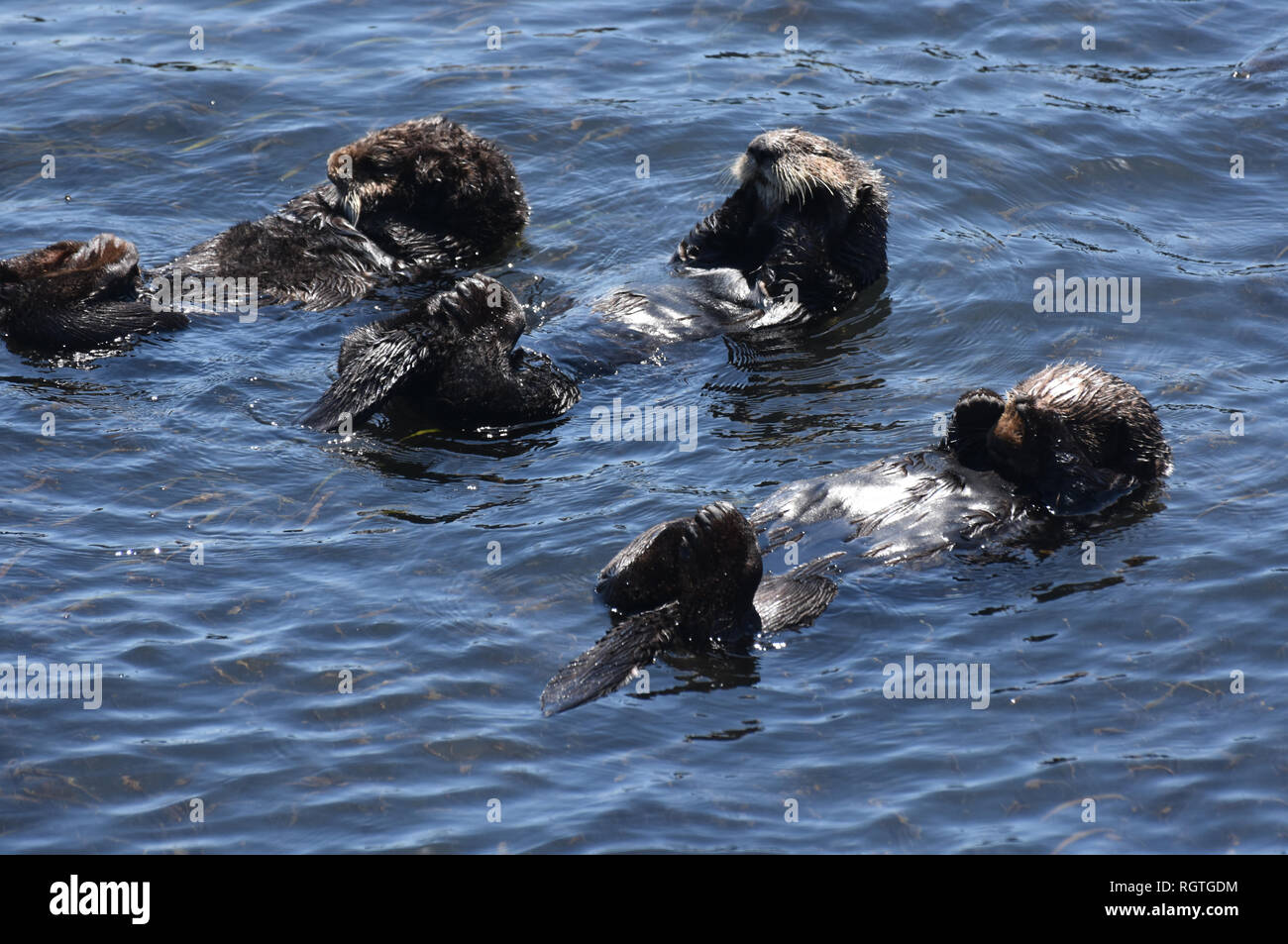 Beautiful trio of otters floating on their backs in the ocean Stock ...
