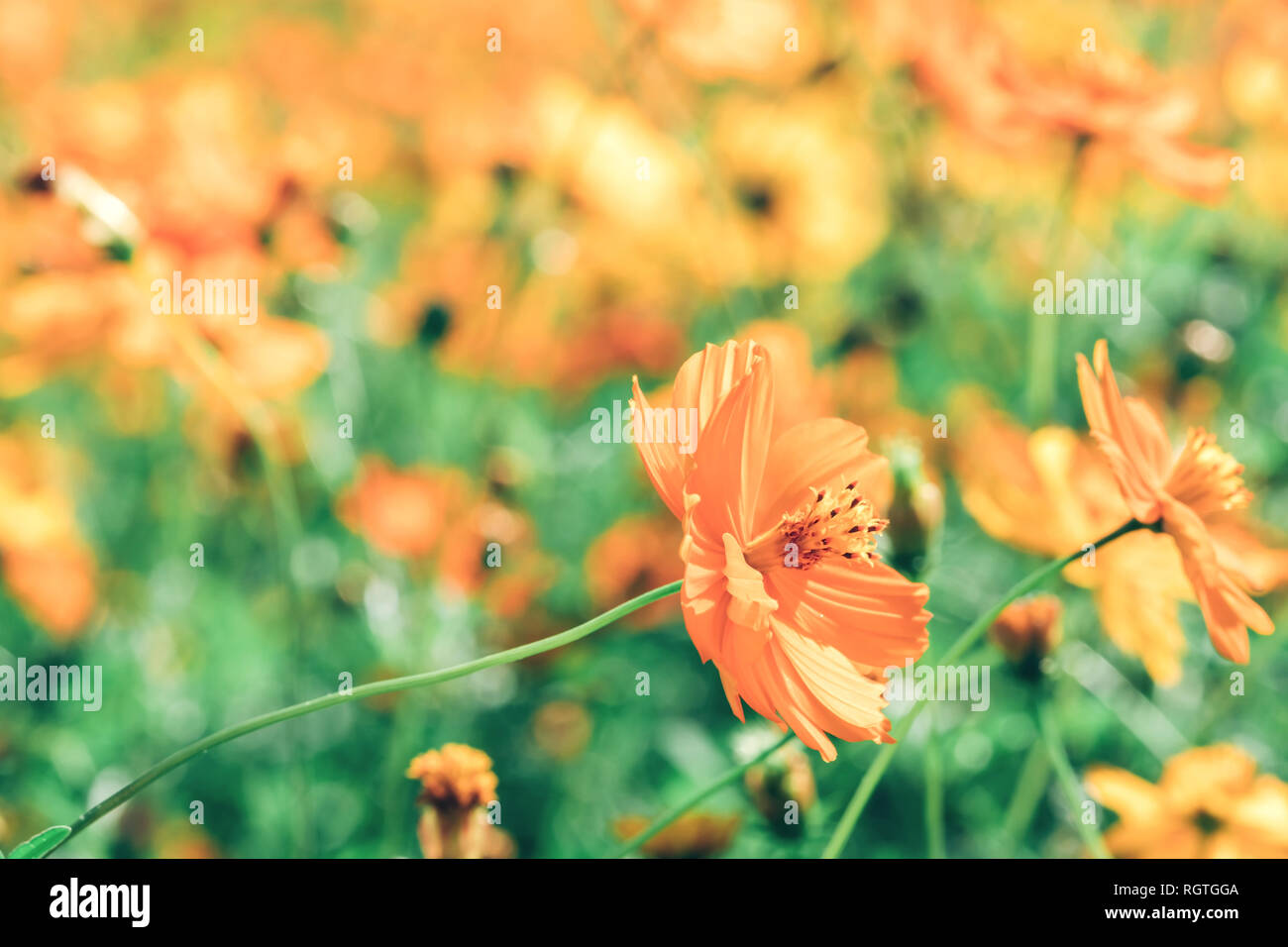 Cosmic yellow cosmos flower hi-res stock photography and images - Alamy