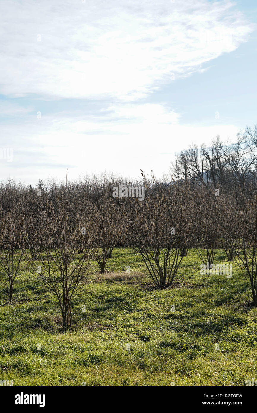 Hazelnut trees piedmont hi-res stock photography and images - Alamy
