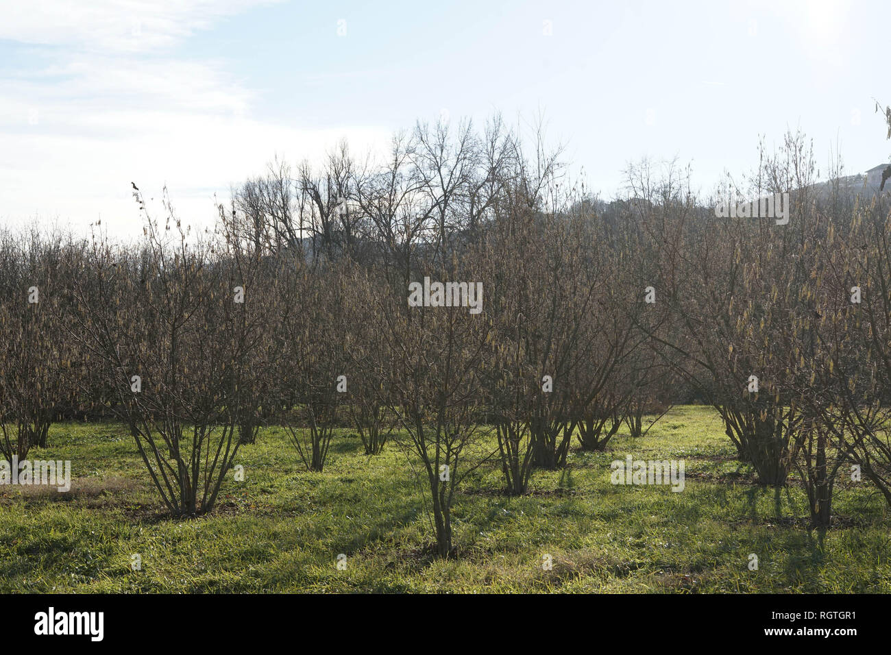 Hazelnut trees langhe hi-res stock photography and images - Alamy