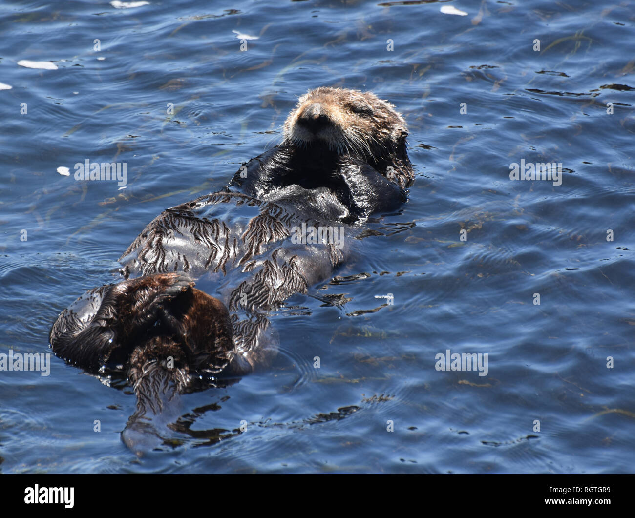 Up on beaver back hi-res stock photography and images - Alamy