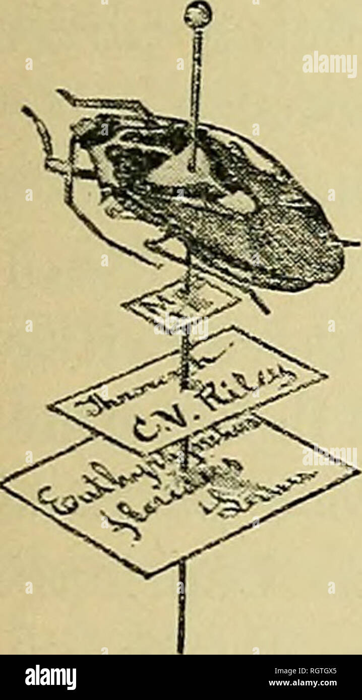 Wing pinning hi-res stock photography and images - Alamy