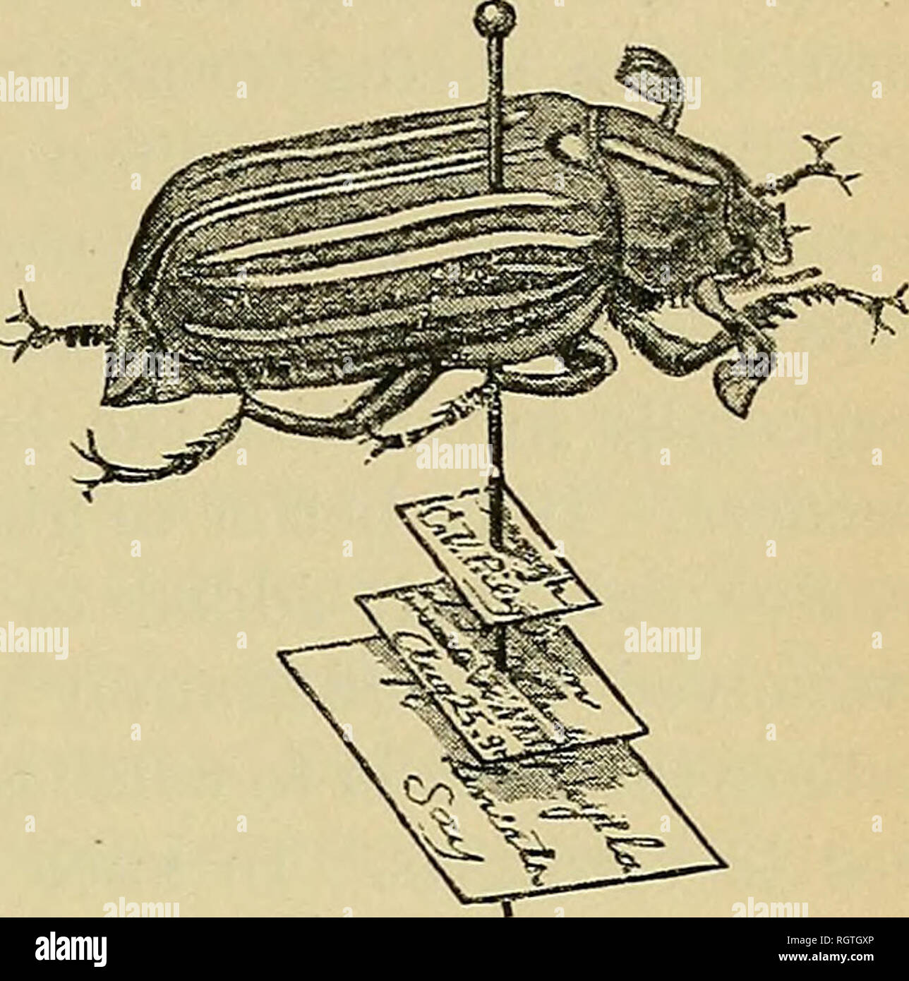 Pinned Insects Stock Photos & Pinned Insects Stock Images - Alamy