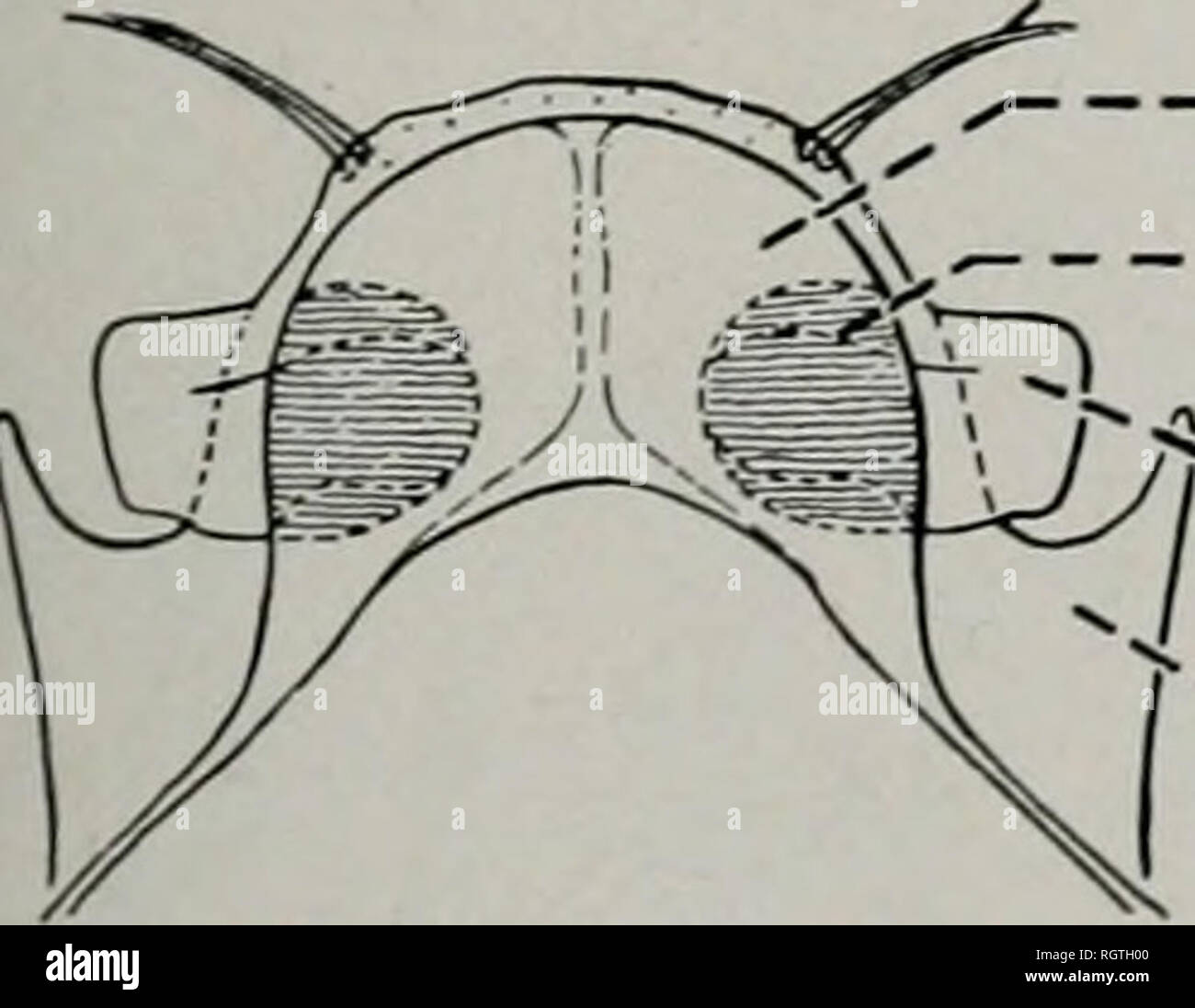 . Bulletin. Natural history; Natural history. Fig. 384.â Hydropsyche ...