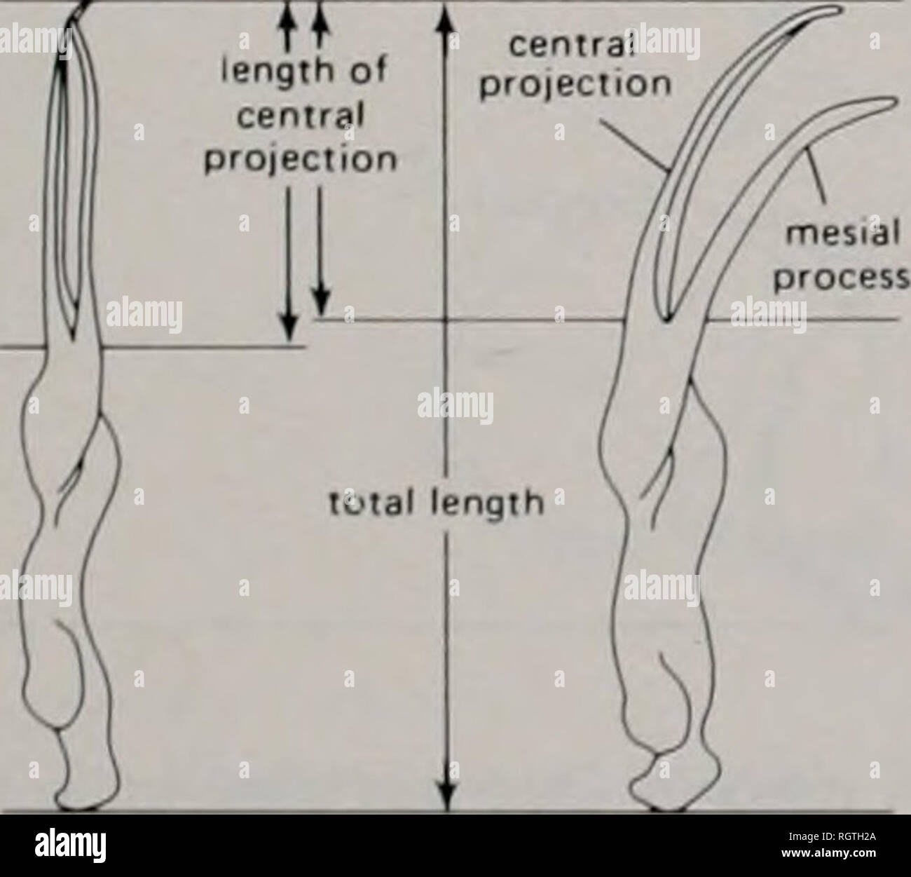 Caudal process hi-res stock photography and images - Alamy