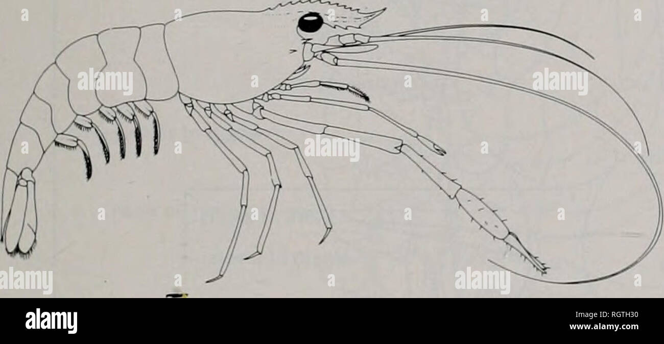 Palaemonetes kadiakensis hi-res stock photography and images - Alamy