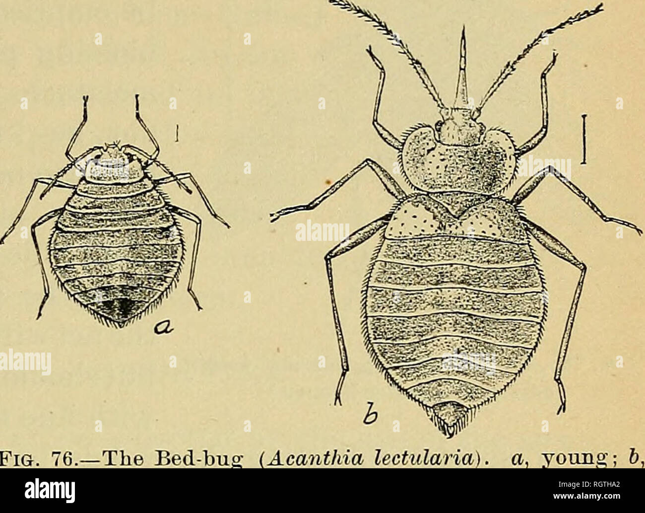 Species produce galls hi-res stock photography and images - Alamy