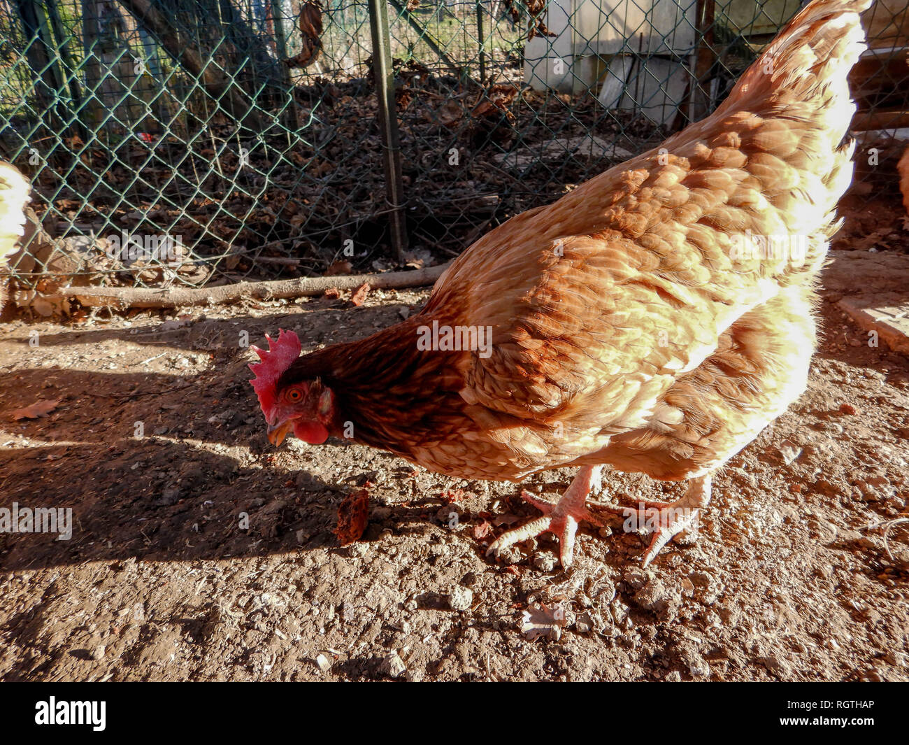 A laying hen seeks food on the ground on the ground Stock Photo - Alamy