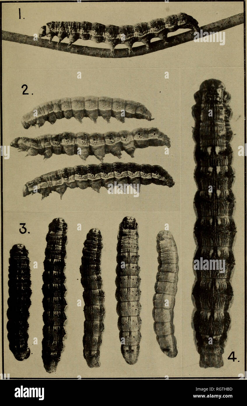 Types Of Larvae