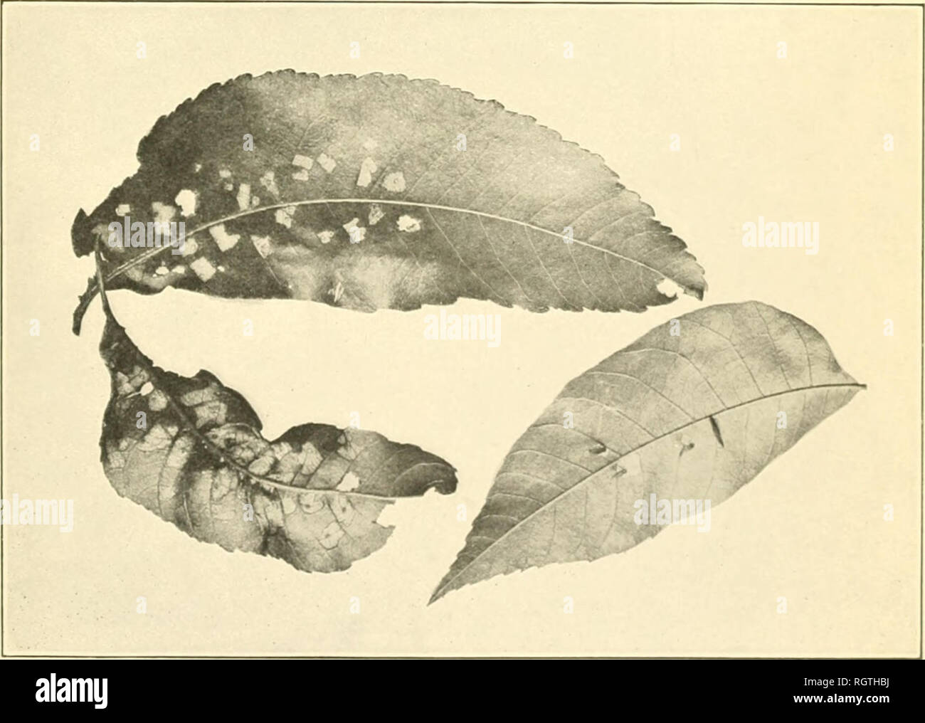 . Bulletin. Insects; Insect pests; Entomology; Insects; Insect pests ...