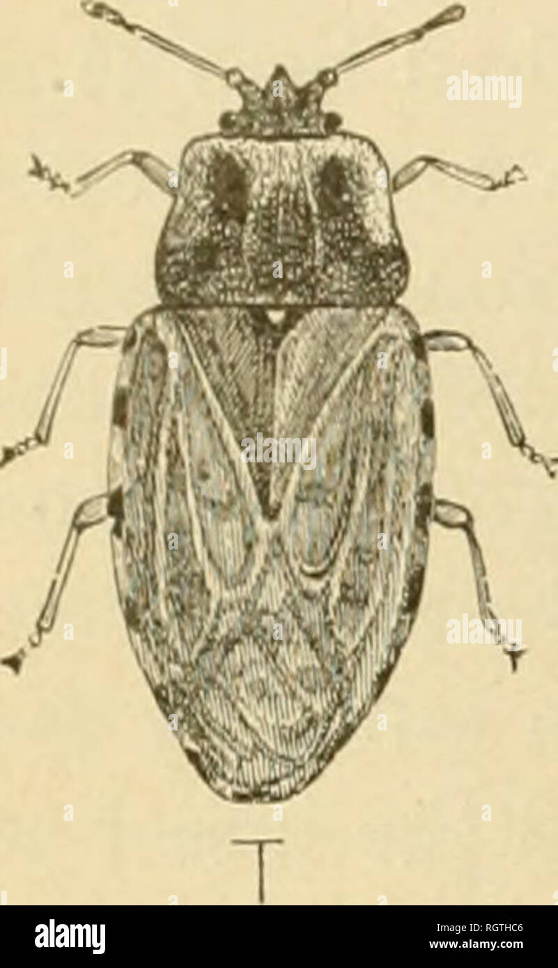 . Bulletin. Insects; Insect pests; Entomology; Insects; Insect pests ...