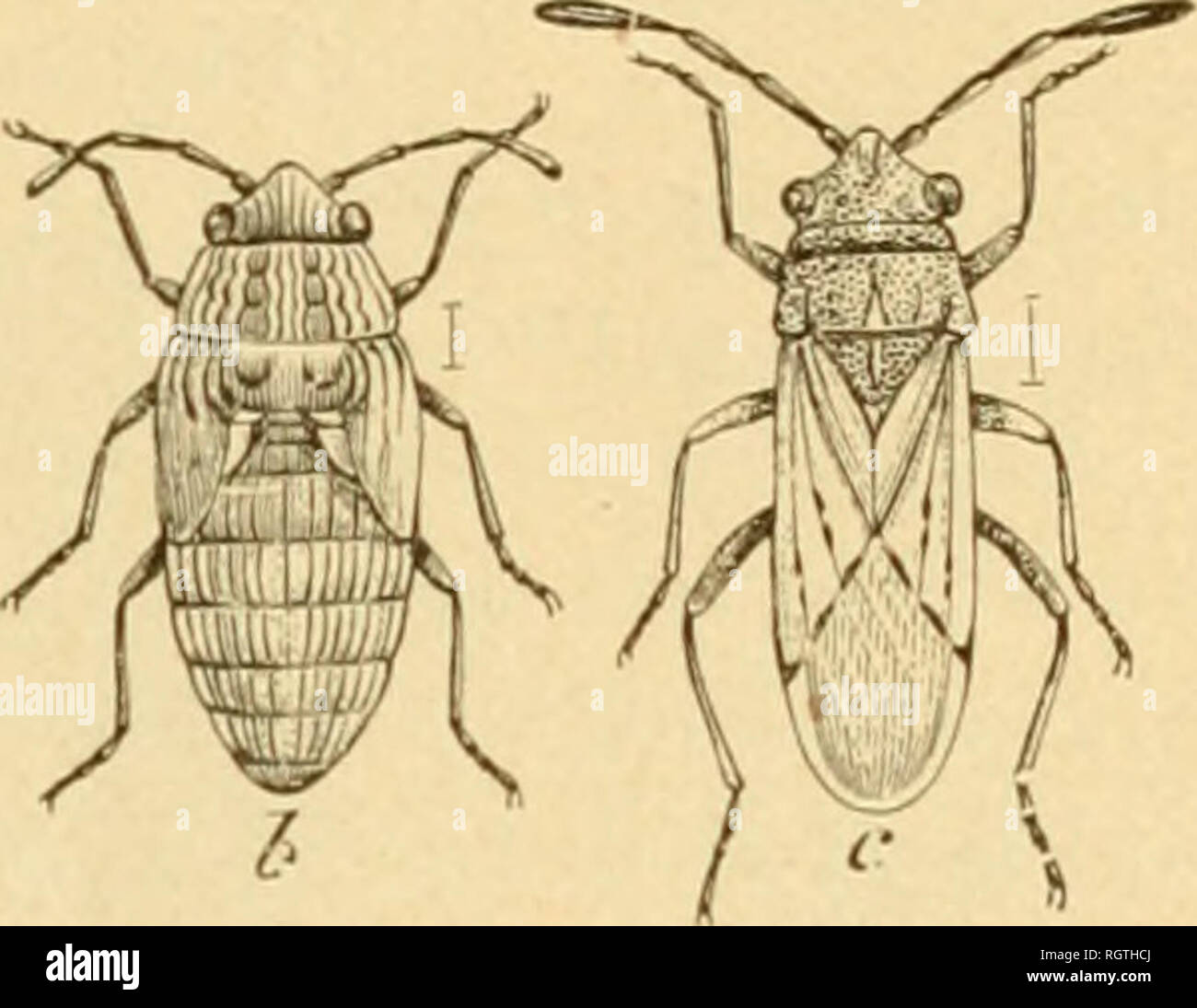 . Bulletin. Insects; Insect pests; Entomology; Insects; Insect pests ...