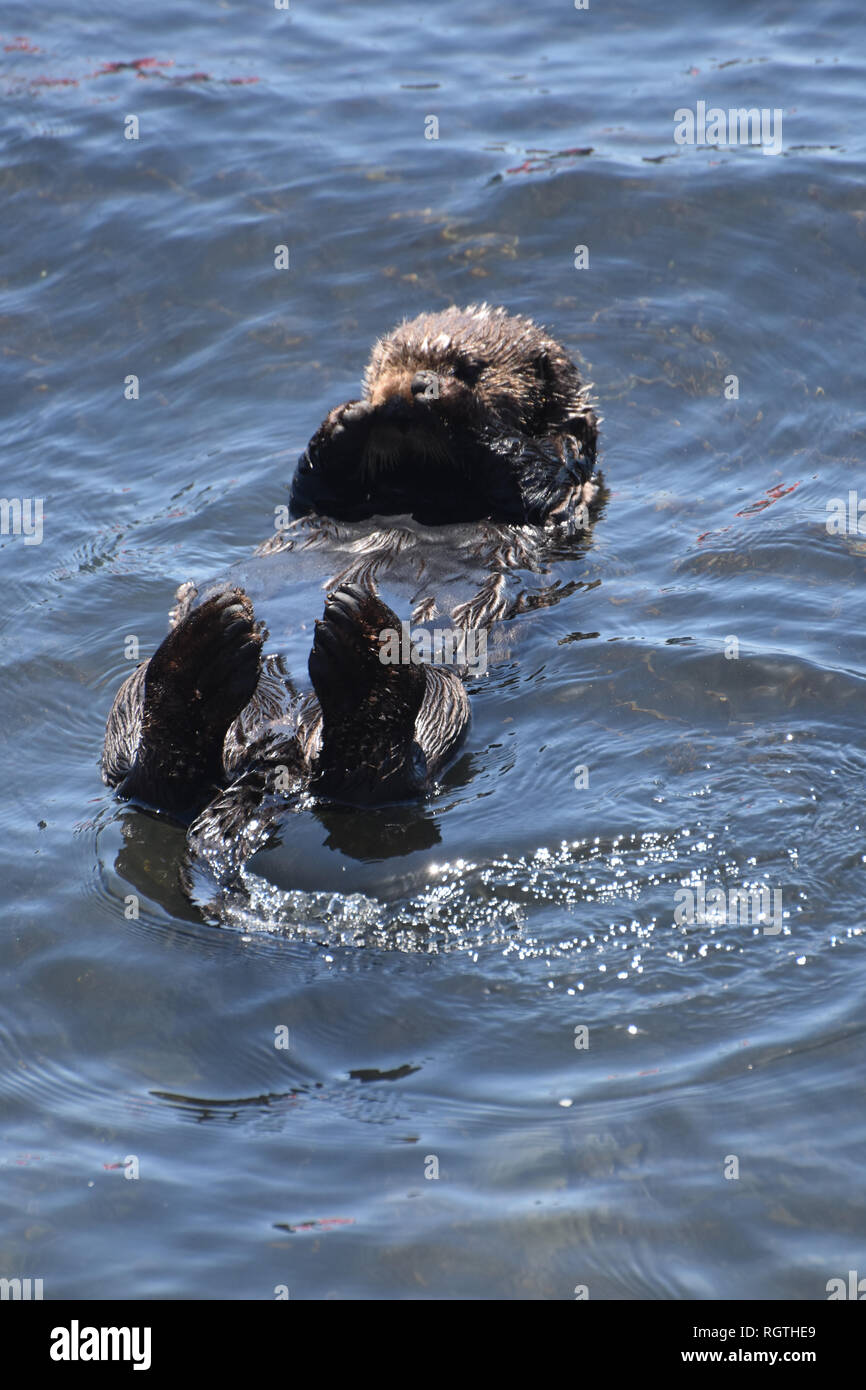 Child floating on back hi-res stock photography and images - Alamy