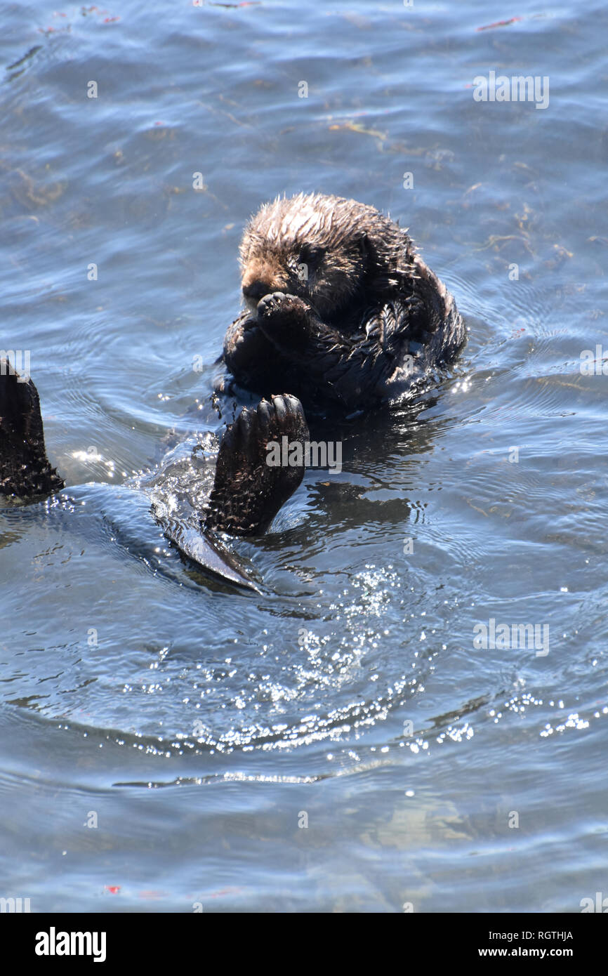 Really cute baby sea otter playing in the ocean Stock Photo - Alamy