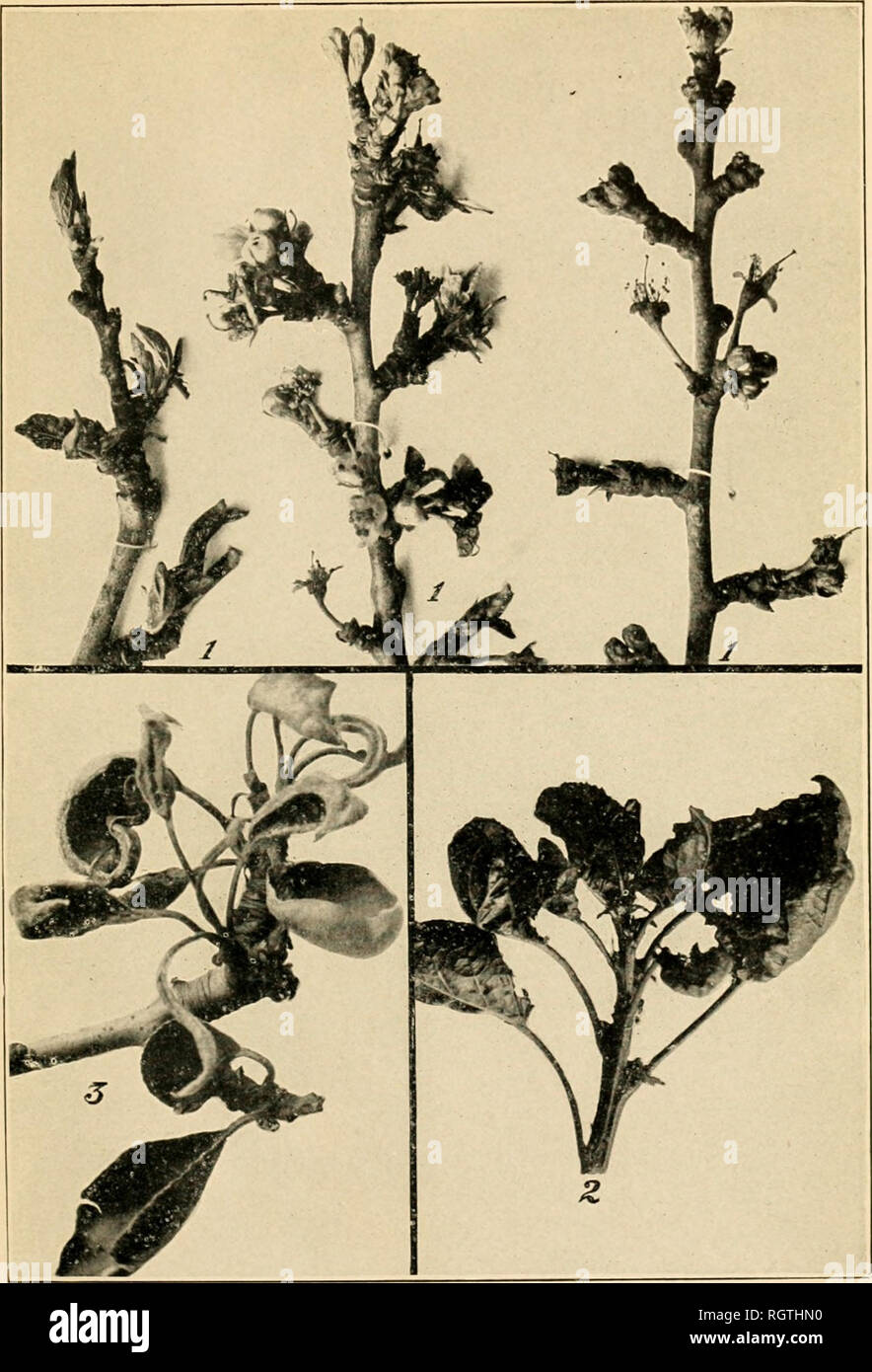 . Bulletin. Insects; Insect pests; Entomology; Insects; Insect pests ...