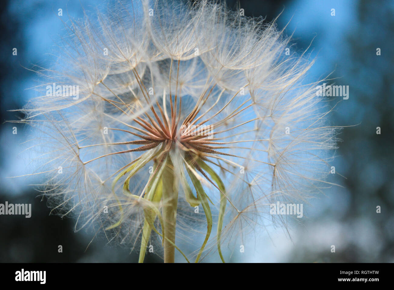 Close up of Western Goat's Beard plant gone to seed Stock Photo - Alamy