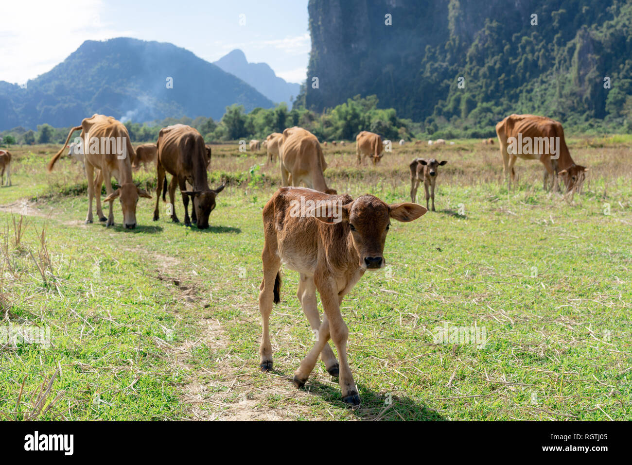 Asian cows hi-res stock photography and images - Alamy