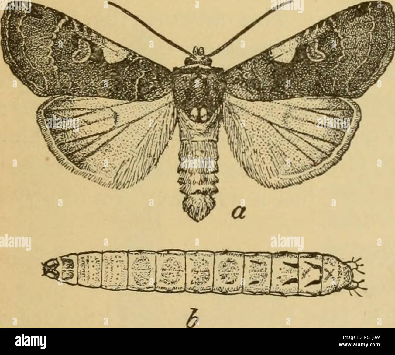 Agrotis ypsilon hi-res stock photography and images - Alamy