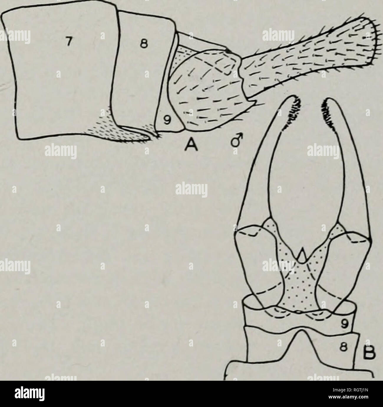 . Bulletin. Natural history; Natural history. 164 65 Fig. 164 ...