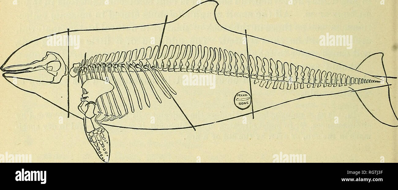 . Bulletin - United States National Museum. Science. Fig. 2.—Tongue ...