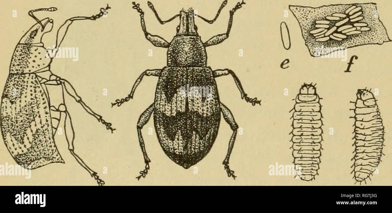 . Bulletin. Insects; Insect pests; Entomology; Insects; Insect pests ...