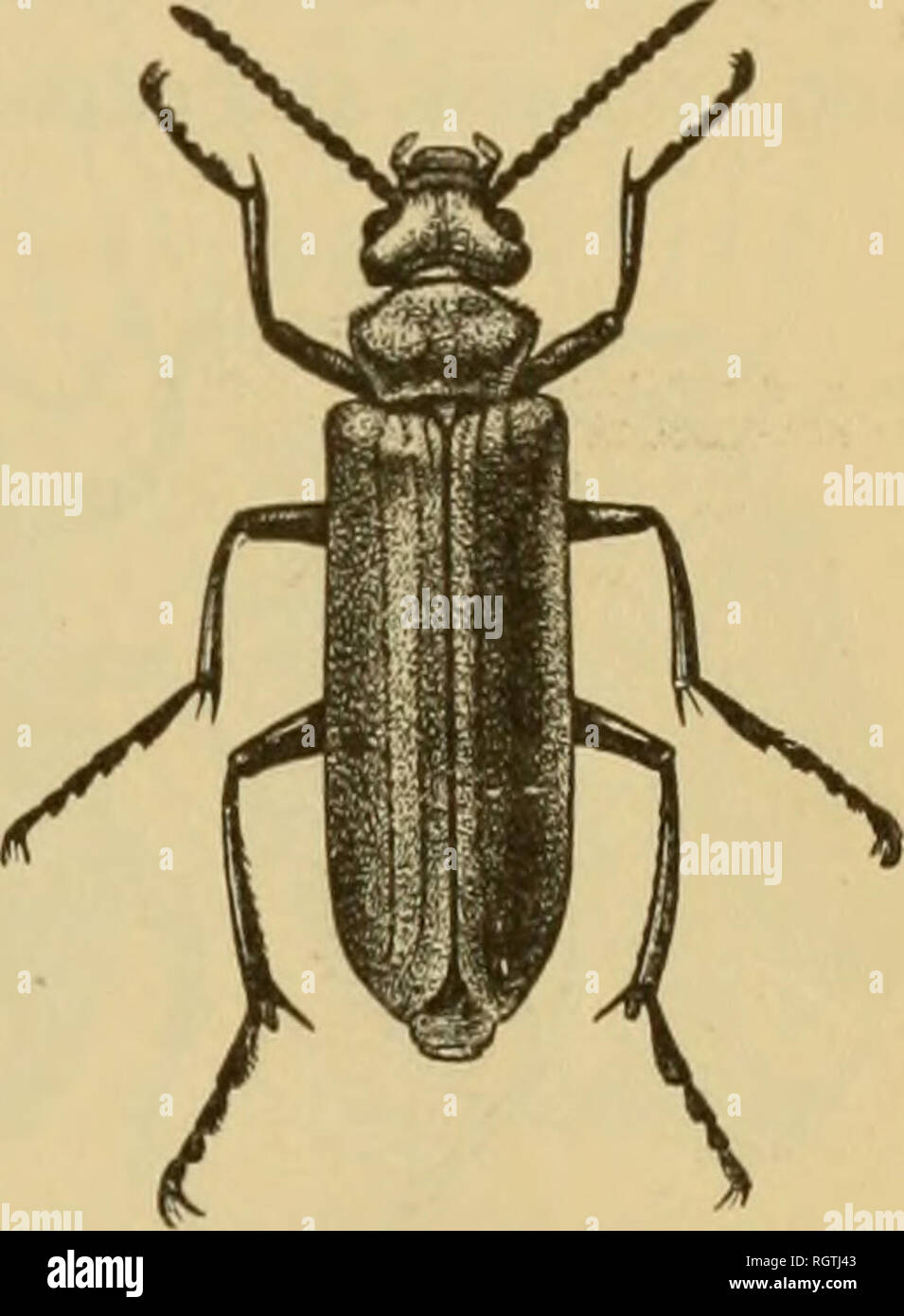 . Bulletin. Insects; Insect pests; Entomology; Insects; Insect pests ...