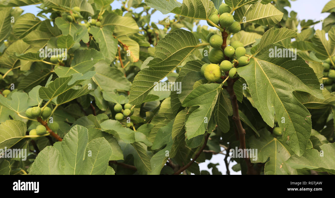 Fig tree with many fruits and green leaves Stock Photo - Alamy