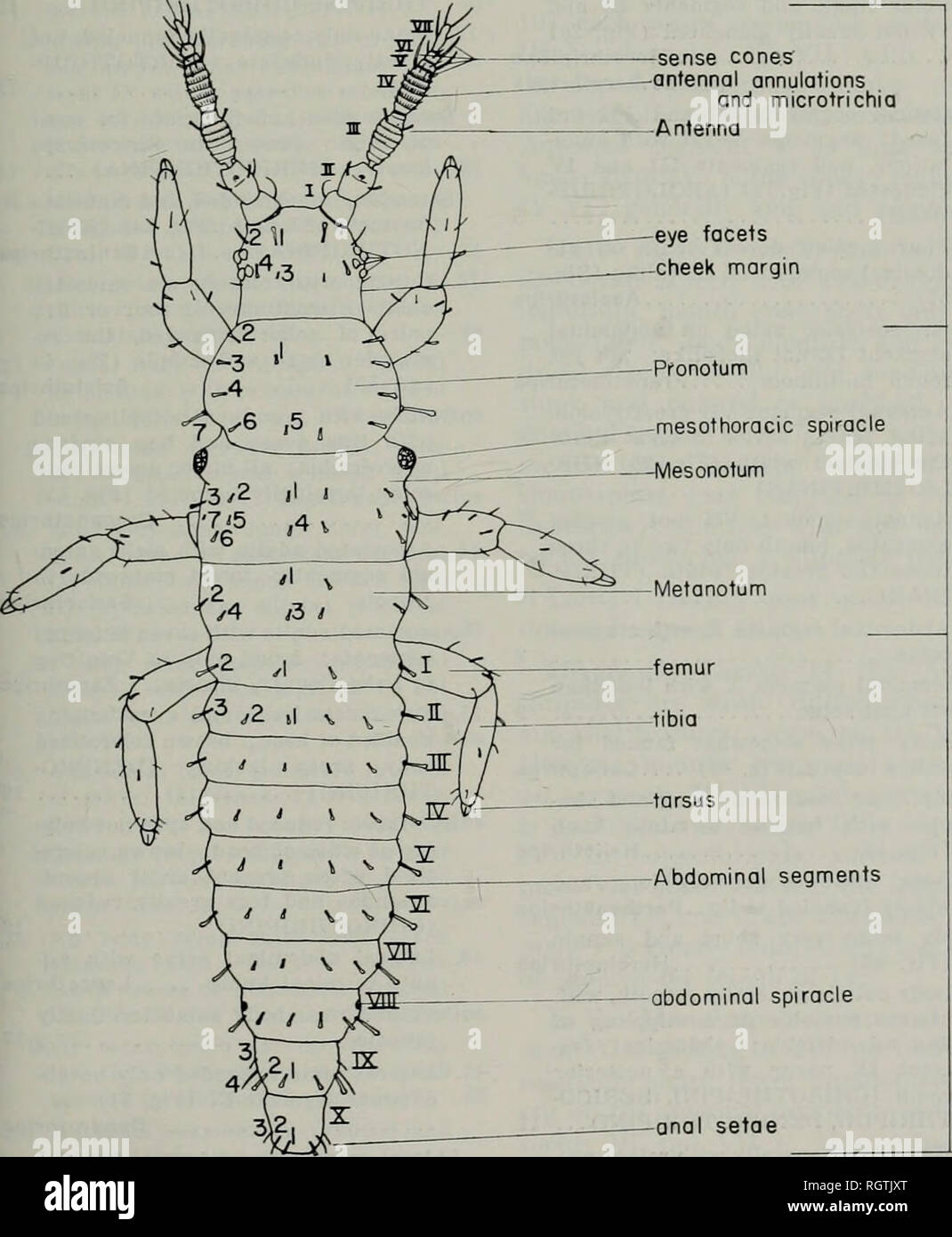 Tubulifera High Resolution Stock Photography and Images - Alamy