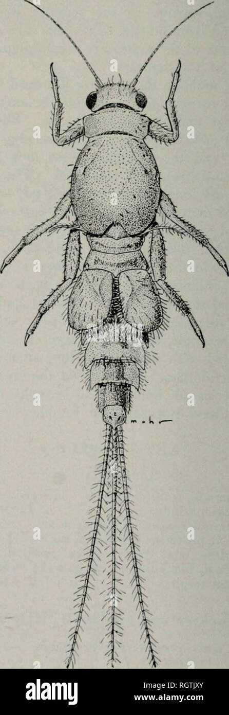 White mayflies hi-res stock photography and images - Alamy