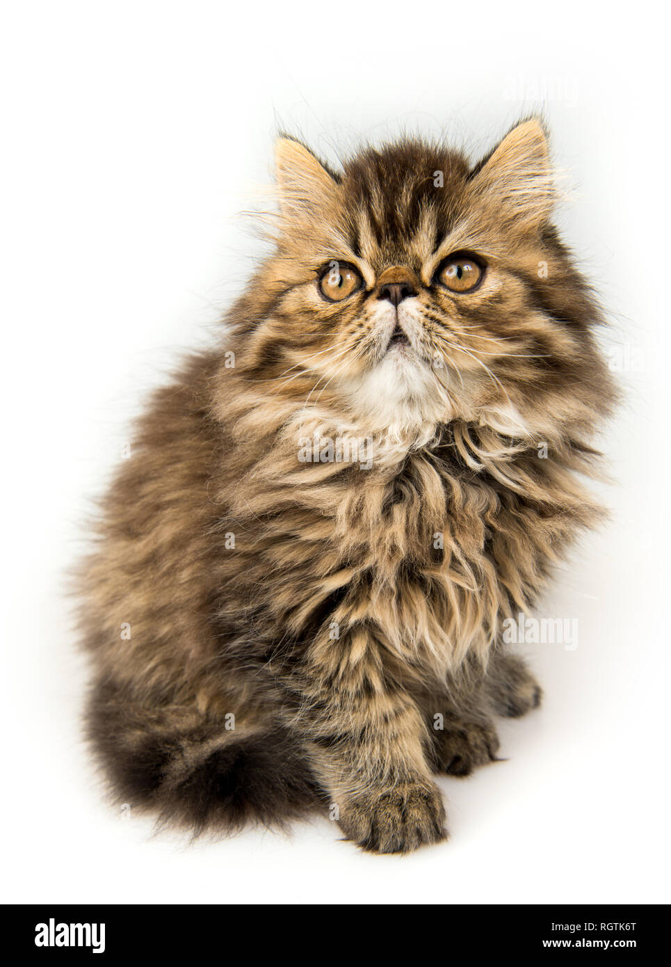 Beautiful Persian kitten cat marble color coat Stock Photo - Alamy