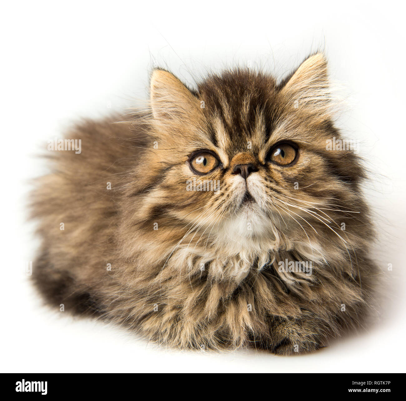 Beautiful Persian kitten cat marble color coat Stock Photo - Alamy