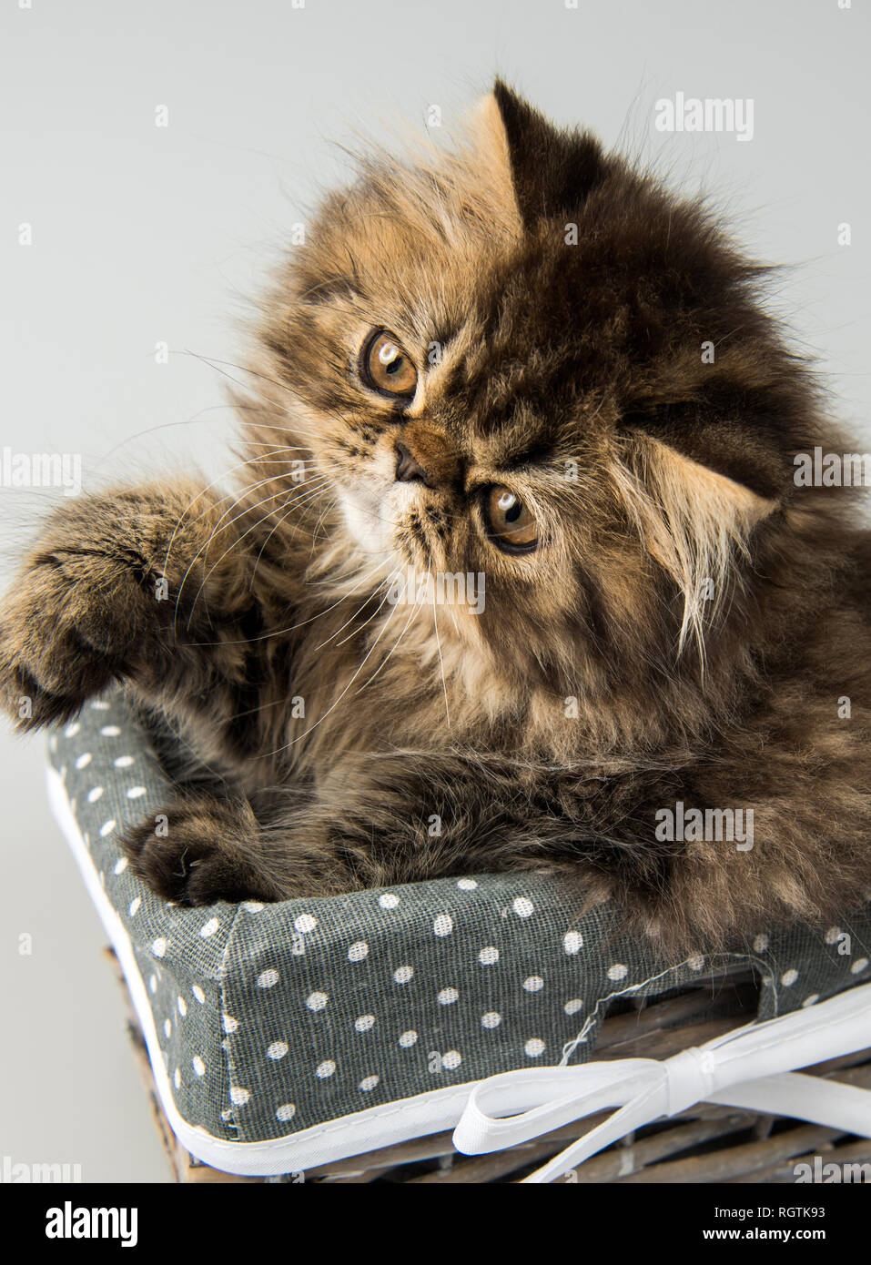 Beautiful Persian kitten cat marble color coat Stock Photo - Alamy