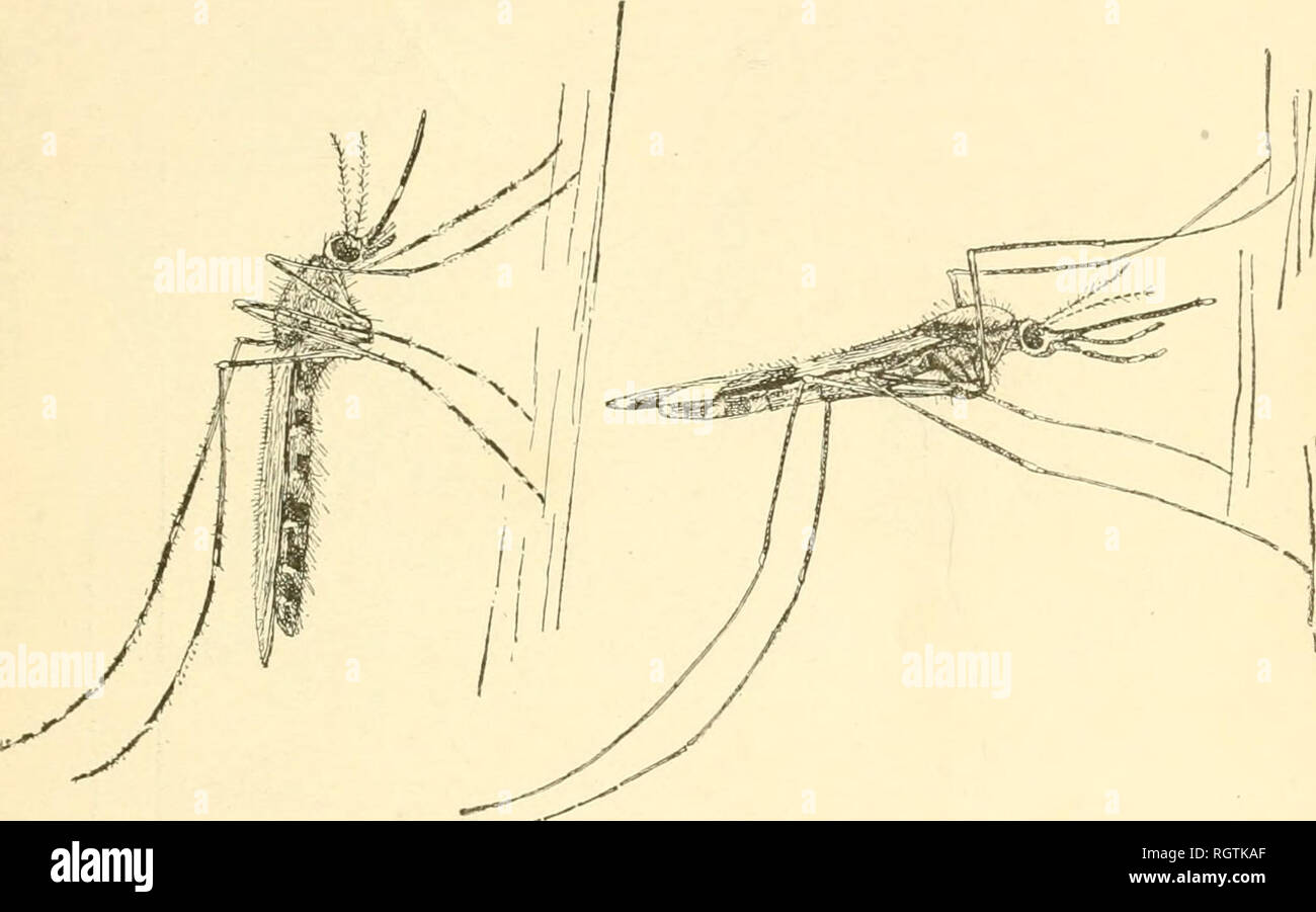 Anopheles mosquito illustrations hi-res stock photography and images ...