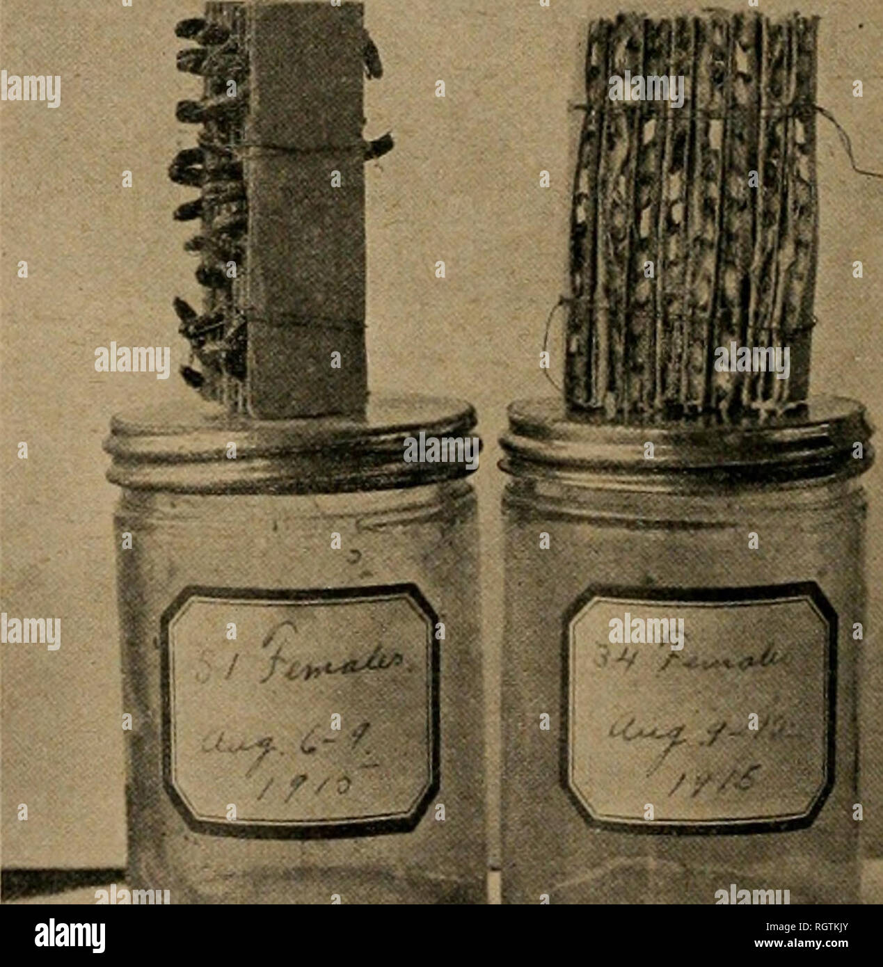 Cylinder pupa hi-res stock photography and images - Alamy