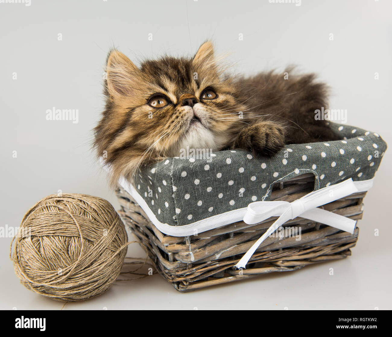 Gray tabby small toy kitten cute ball hi-res stock photography and ...