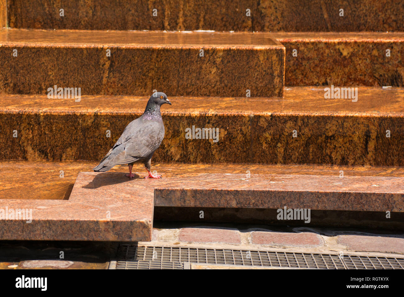 A pigeon on a stepped water feature in the historic Rynek Maly square ...
