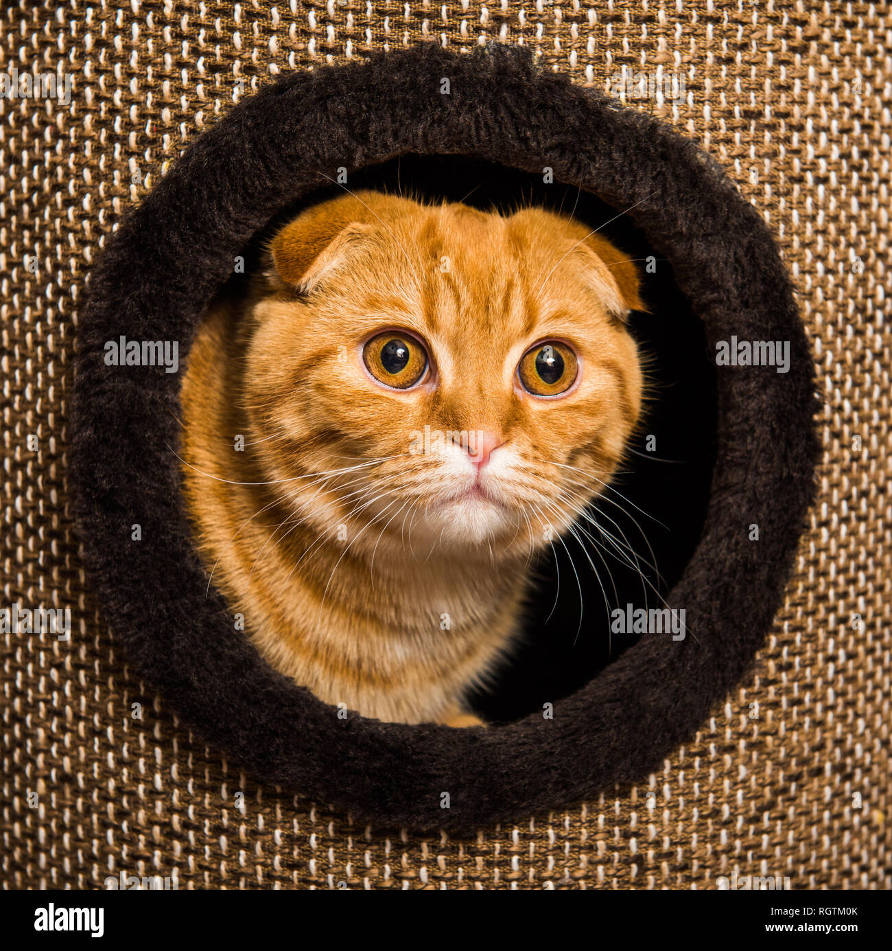 Scottish Fold red cat in cat house Stock Photo - Alamy