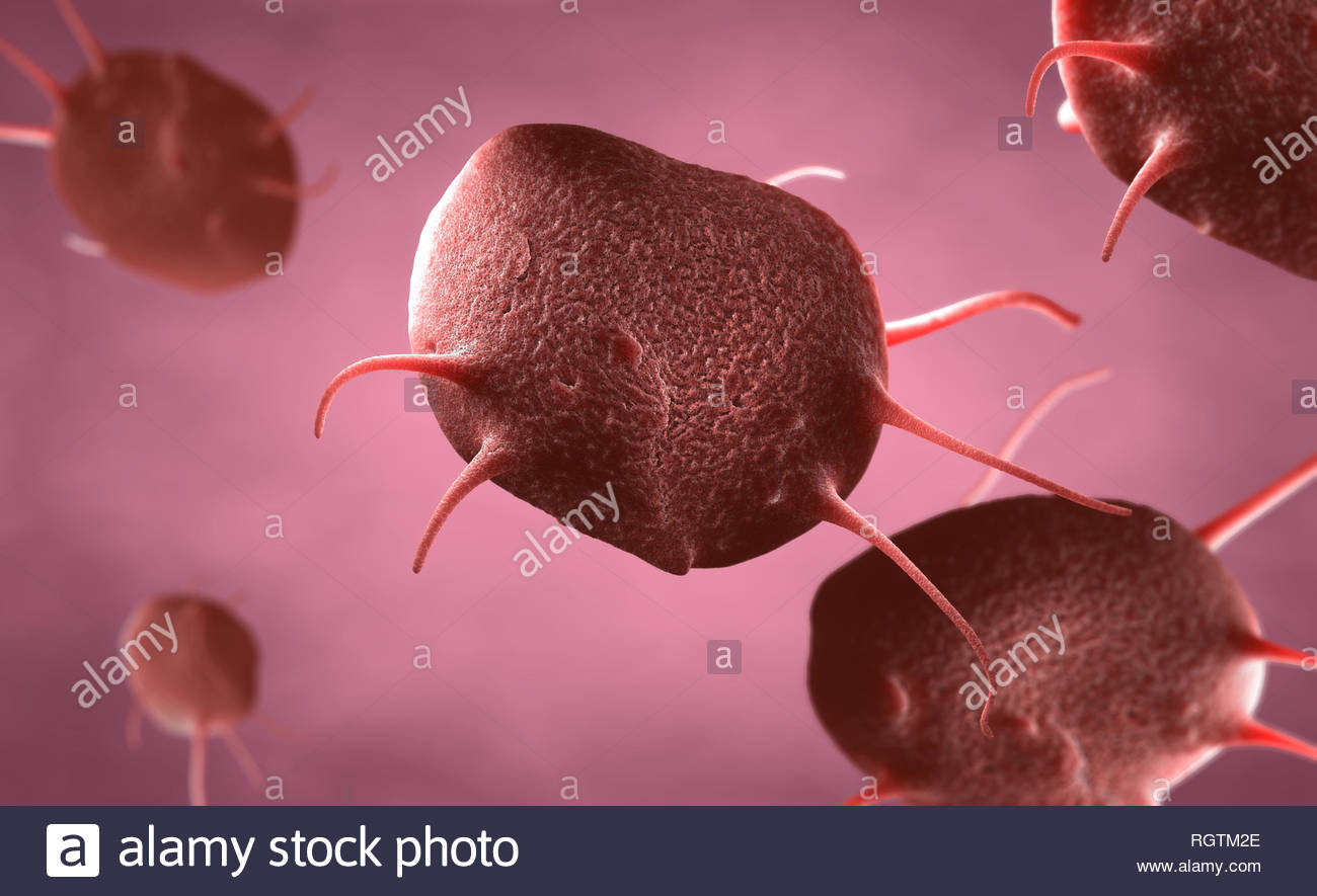 Thrombocyte Stock Photos & Thrombocyte Stock Images - Alamy