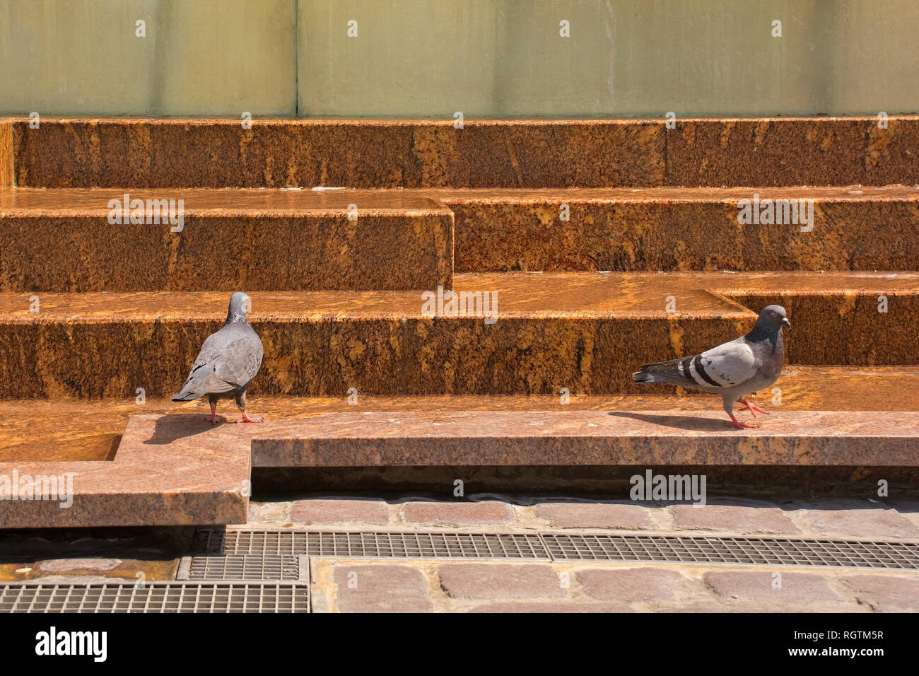 Pigeons on a stepped water feature in the historic Rynek Maly square in ...
