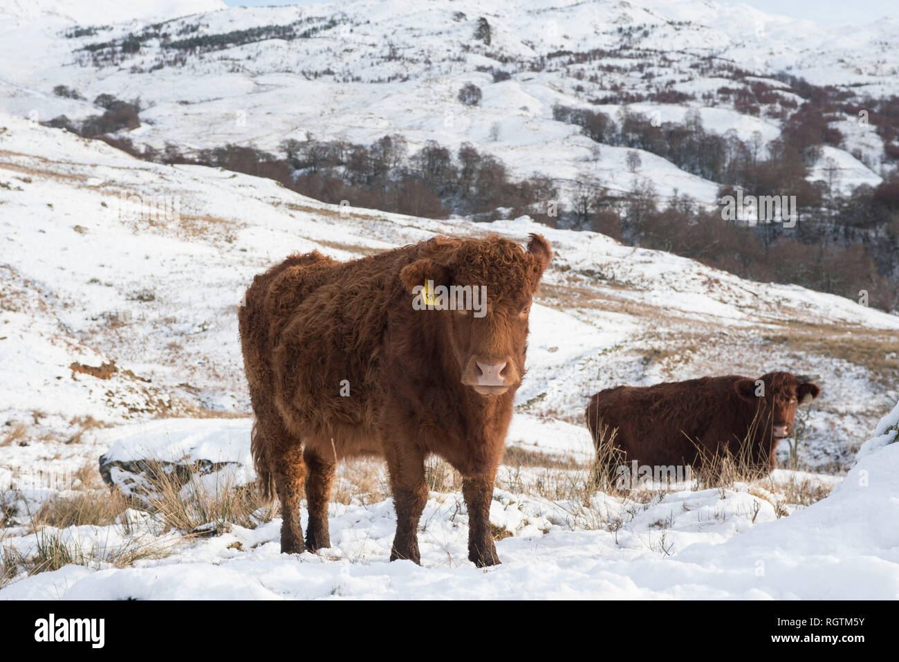 Luing cattle hi-res stock photography and images - Alamy