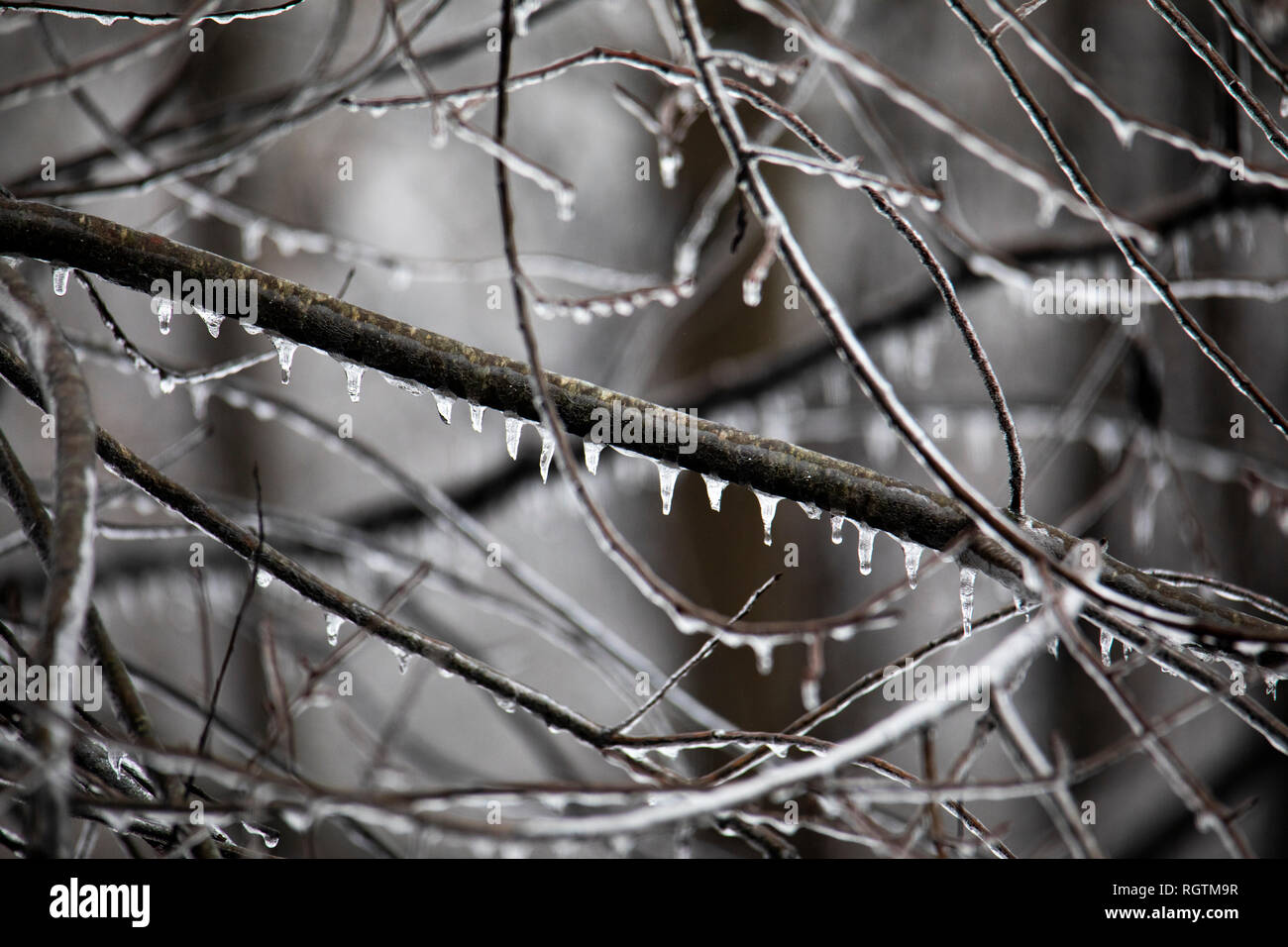 Ice and icicles coat limbs after a winter storm Stock Photo - Alamy