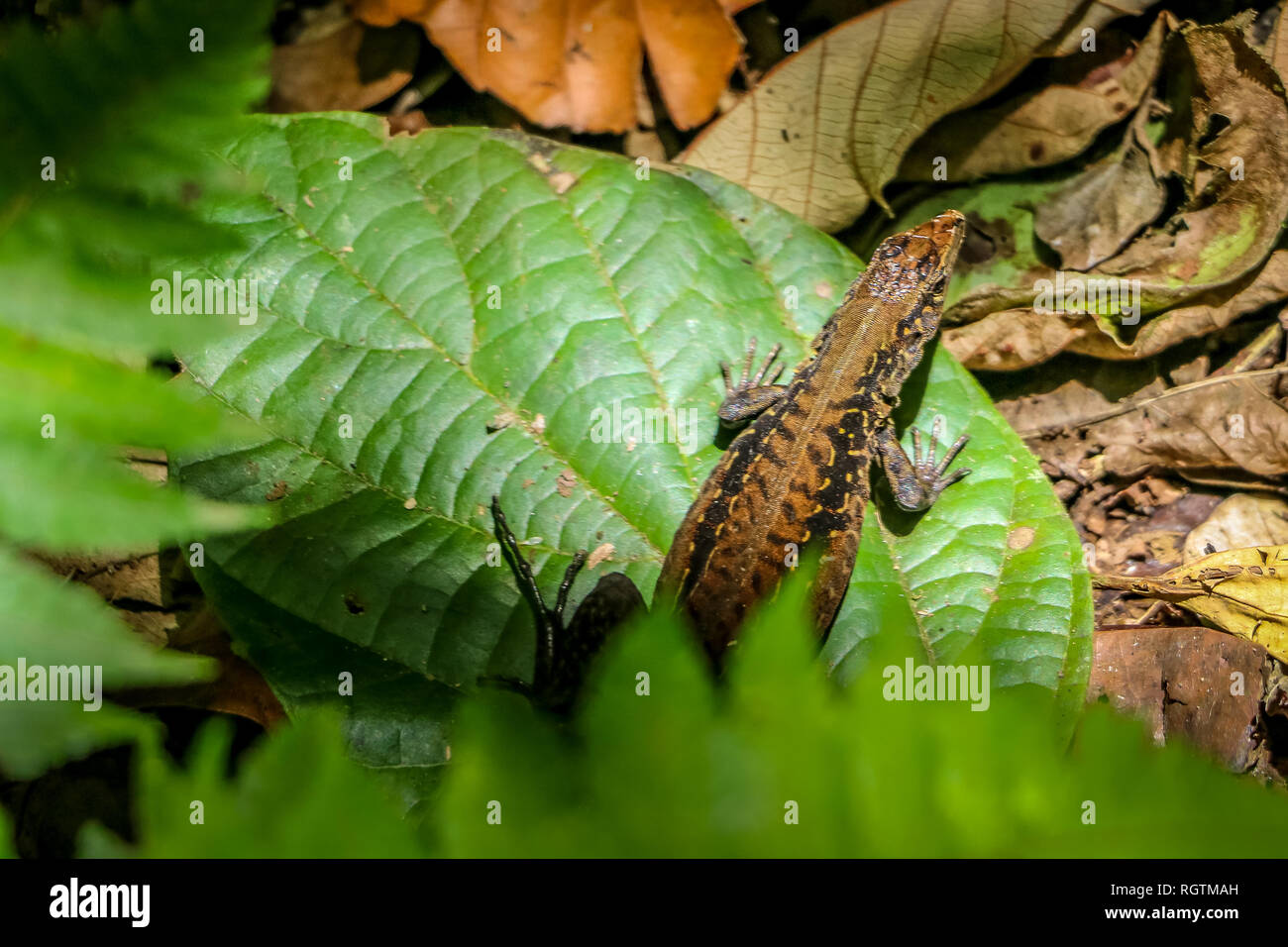 A skink lizard emerges from under a leaf in the rain forest at Arenal ...