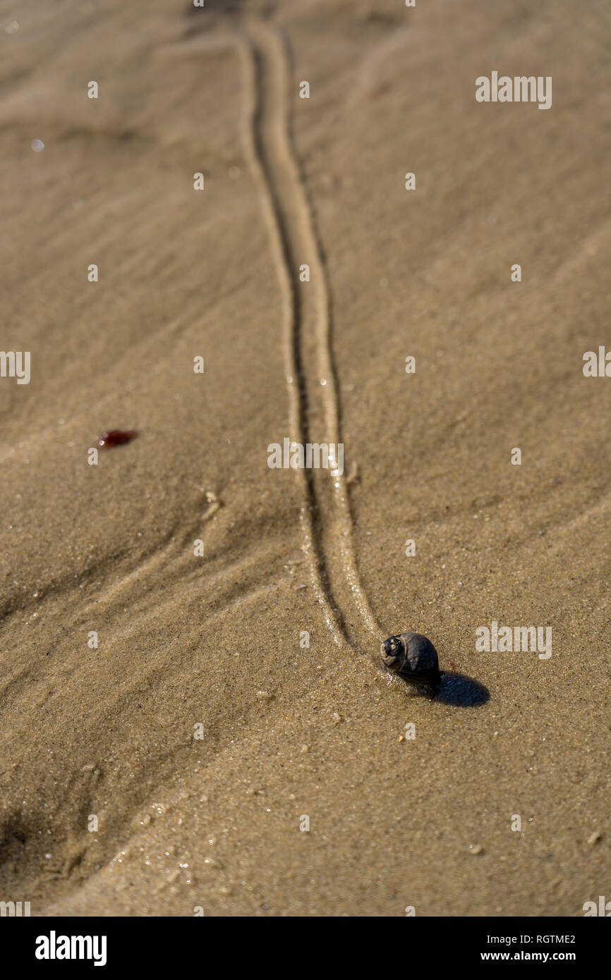 Snails slowly traveling down the beach in Plymouth MA leaving trails in ...