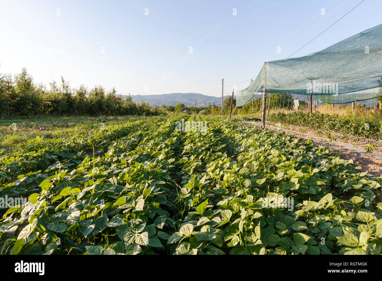 Rows healthy green bean hi-res stock photography and images - Alamy